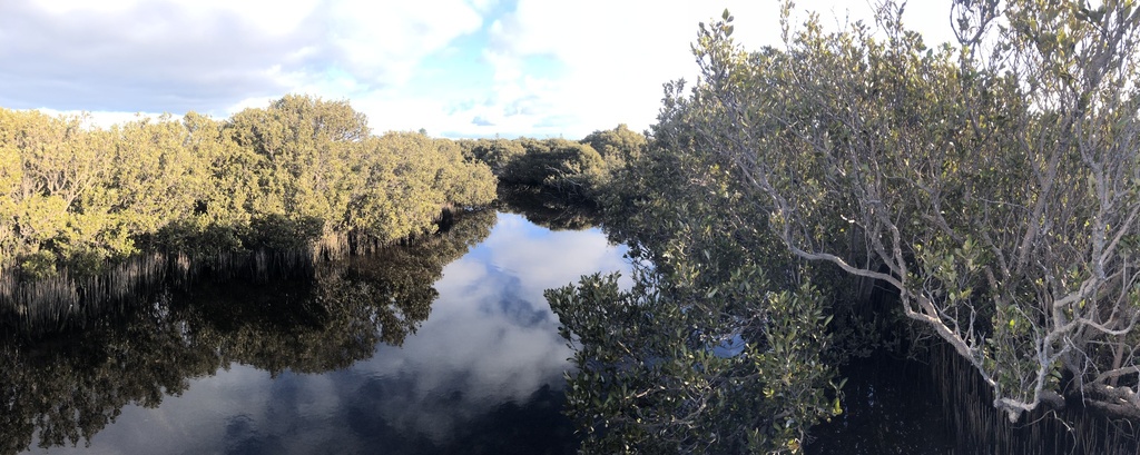 Grey Mangrove from Mangrove Boardwalk, Bunbury, WA, AU on August 3 ...