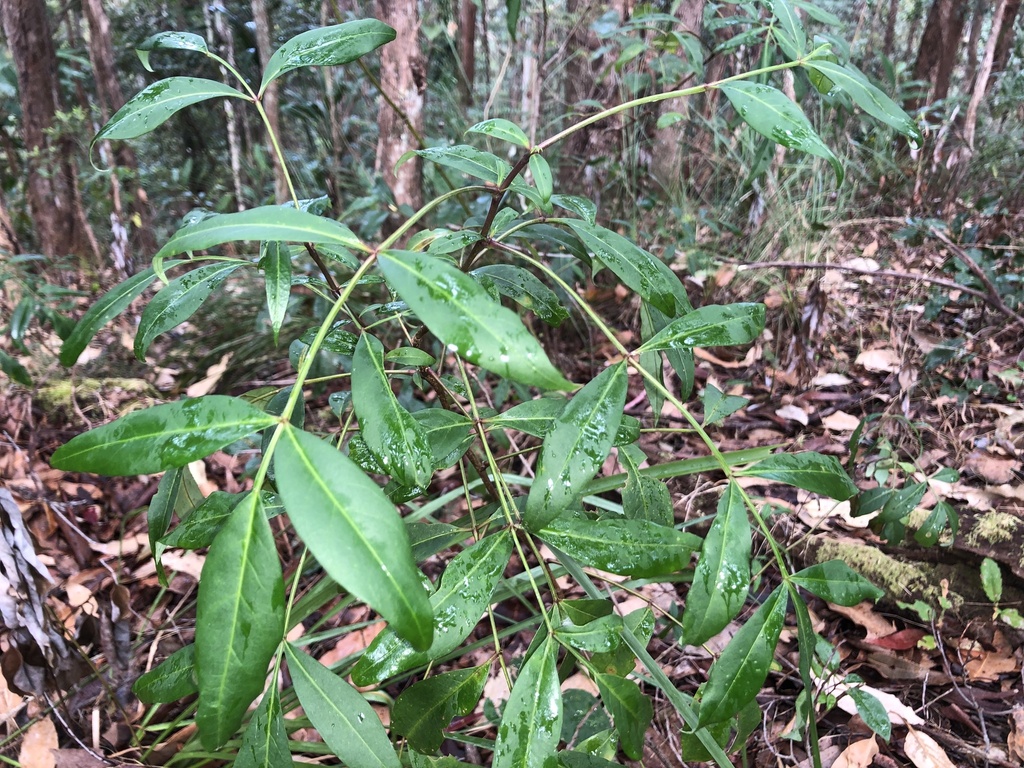 Elderberry Panax from Goonengerry, NSW, AU on August 3, 2023 at 02:34 ...