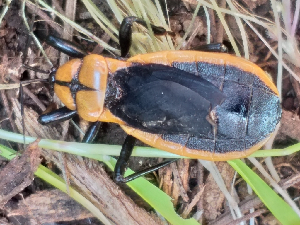 Millipede Assassin from Mossel Bay Local Municipality, South Africa on ...