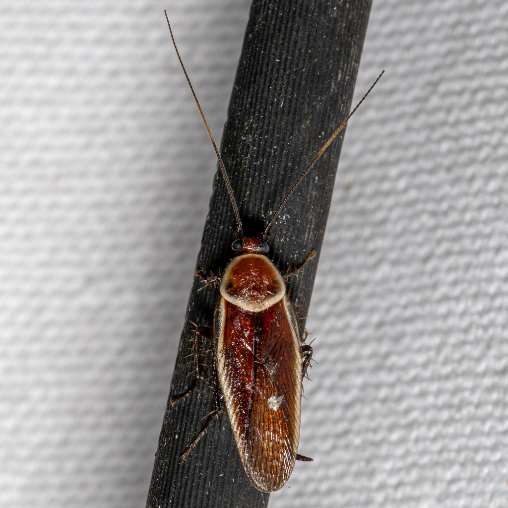 Pale-bordered Field Cockroach from Allen Acres, Vernon Parish, LA, USA ...