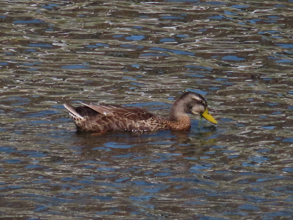 Mallards, Pintails, and Allies from Район Тайхаку, Сендай, Мияги ...