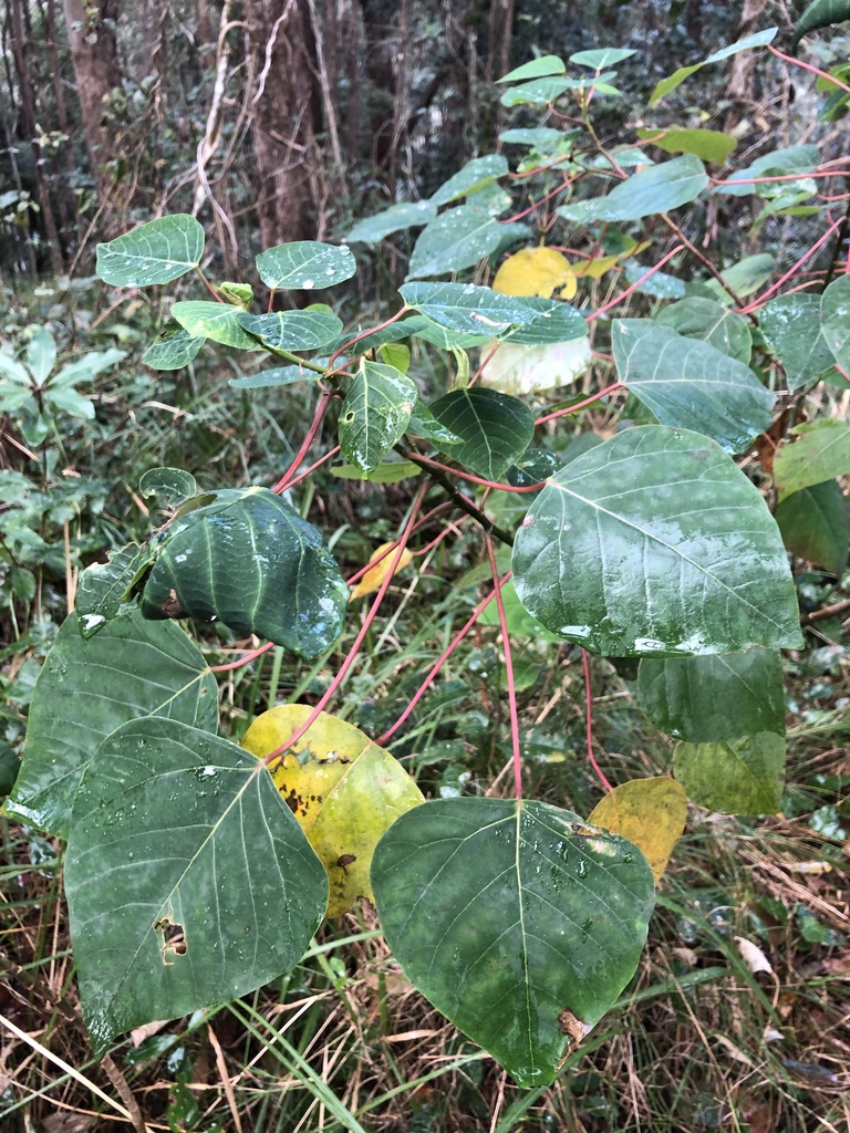 Bleeding Heart from Goonengerry, NSW, AU on August 3, 2023 at 02:38 PM ...