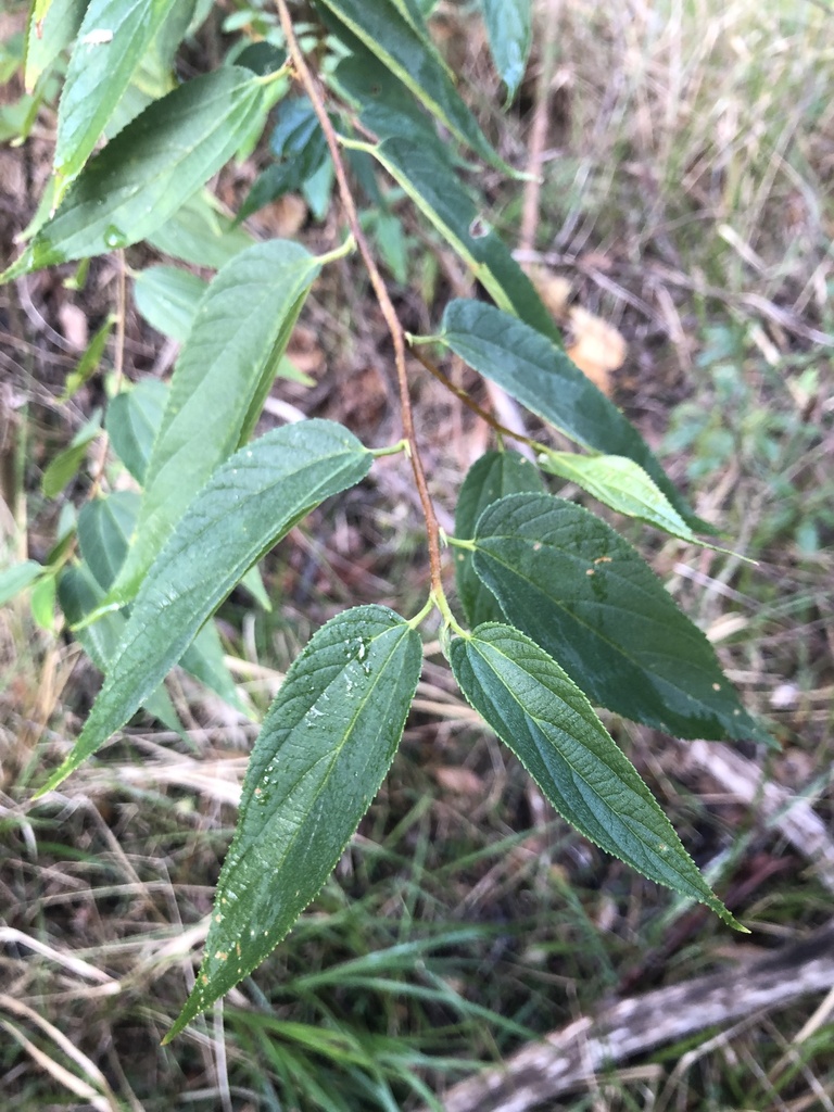 Nettle Tree from Goonengerry, NSW, AU on August 3, 2023 at 02:53 PM by ...