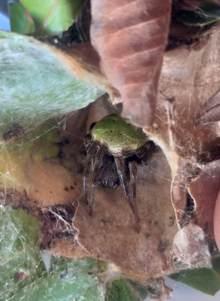 Green Hairy Field Spider from Mossel Bay Local Municipality, South ...