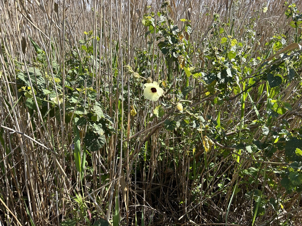 Prickly Tree Hibiscus from Maroochy River, QLD, AU on August 3, 2023 at ...