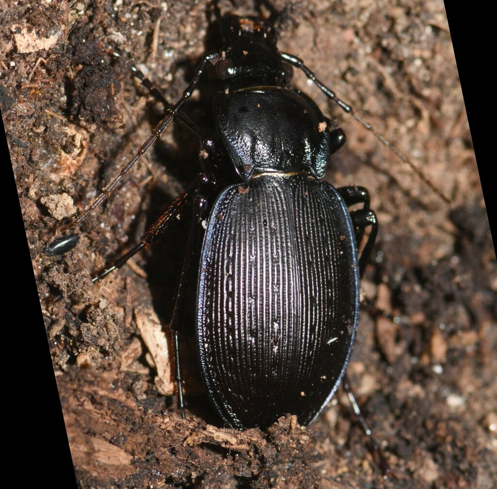 Carabus goryi from Frederick County, MD, USA on July 31, 2023 at 08:26 ...