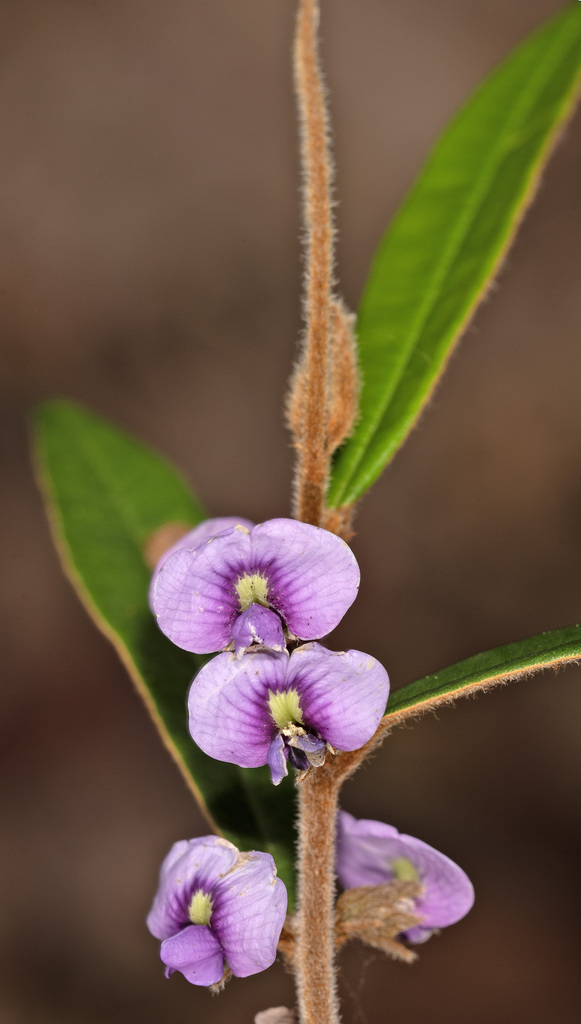 Purple Bush Pea from Coochin Creek QLD 4519, Australia on July 26, 2023 ...
