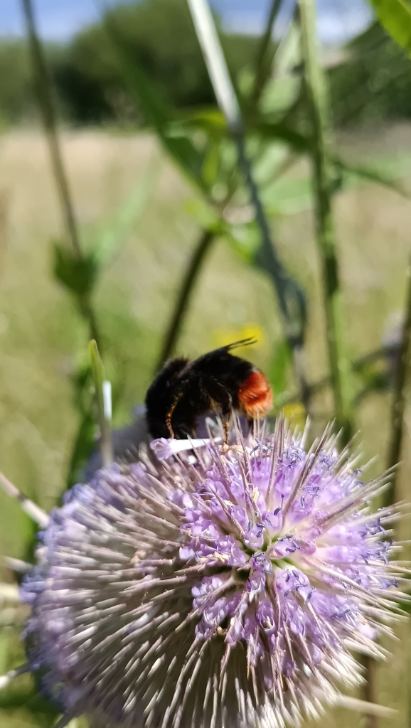 Red-tailed Bumble Bee from Sheffield S20, UK on August 3, 2023 at 12:30 ...