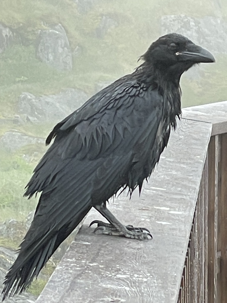 Common Raven from Greenland, Nuuk, Kitaa, GL on August 2, 2023 at 09:47 ...