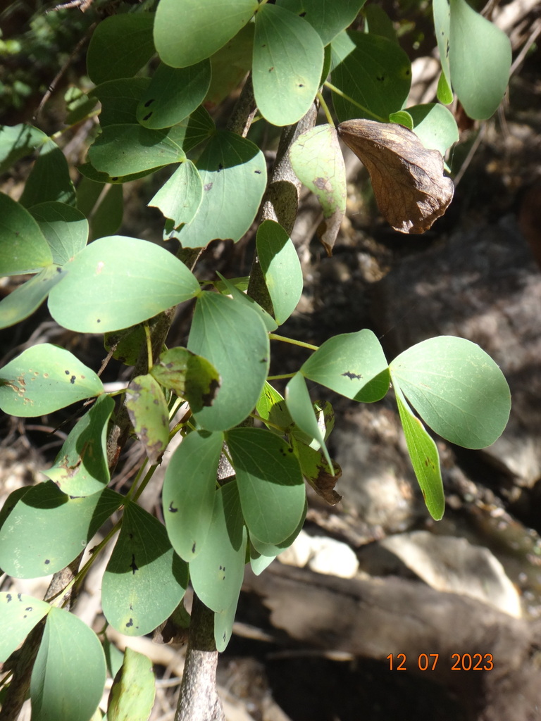 Jigal Tree from Miling WA 6575, Australia on July 12, 2023 at 11:56 AM ...