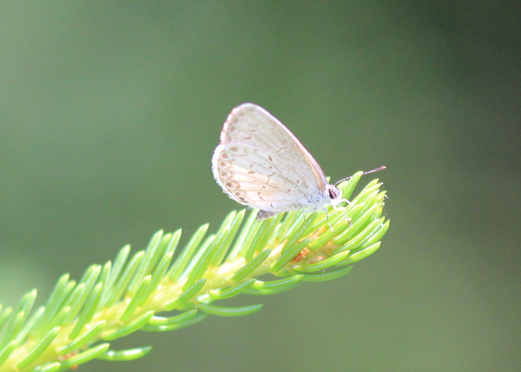 Holarctic Azures from Temple, NH, USA on July 26, 2023 at 12:59 PM by ...