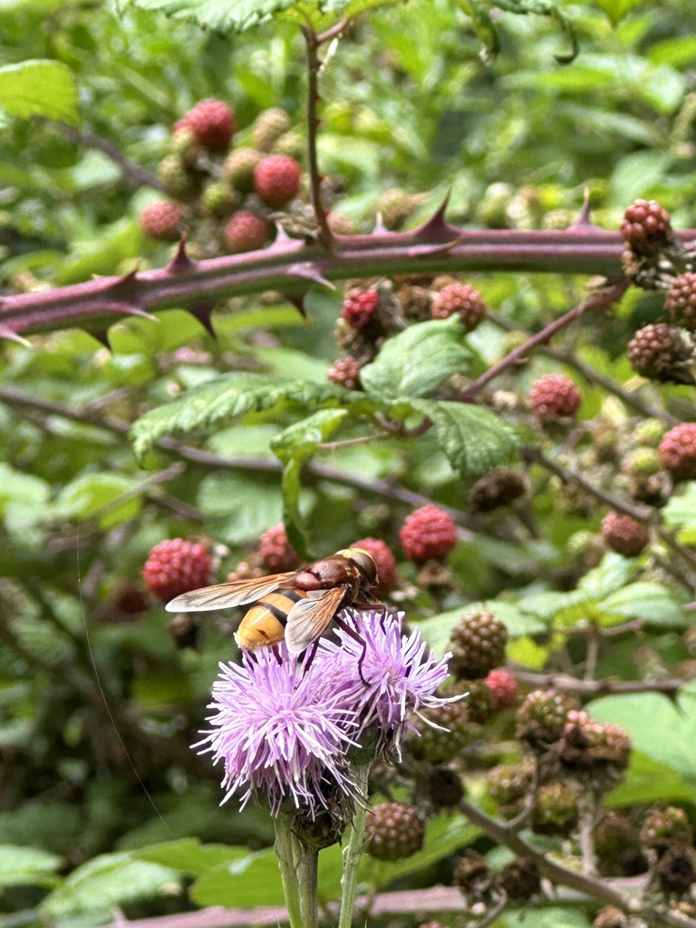 Hornet Mimic Hover Fly from Wildheart Animal Sanctuary, Sandown ...