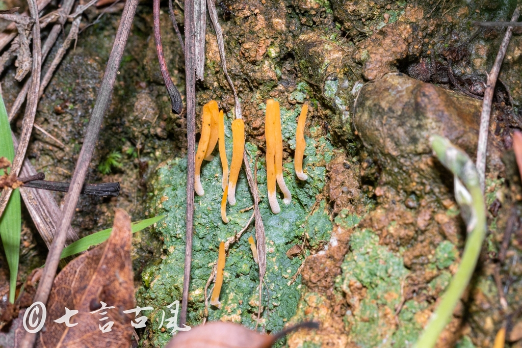 Sulzbacheromyces sinensis from 瓯海区泽雅镇 on May 3, 2023 at 02:41 PM by ...