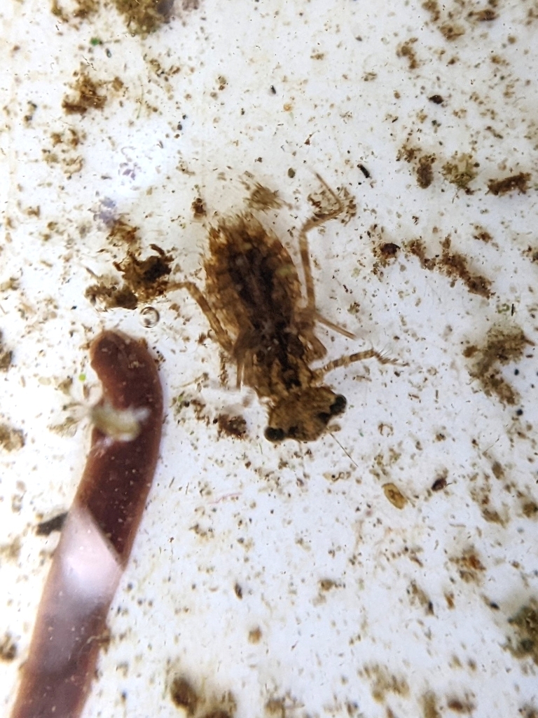 Dragonflies from Paupack Township, PA, USA on August 2, 2023 at 12:03 ...