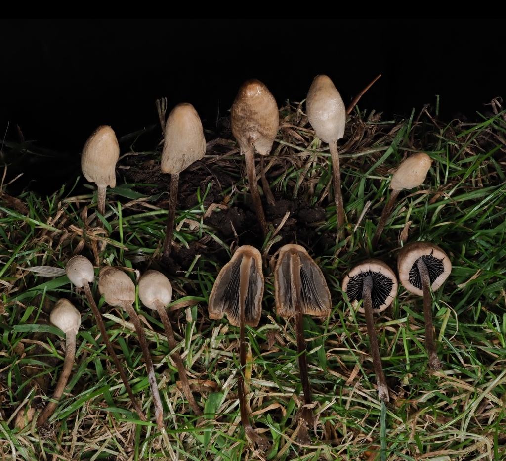 Banded Mottlegill from Stevenson, WA 98648, USA on July 14, 2023 by ...