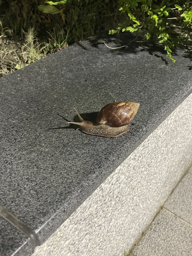 African Giant Snail from Taiwan, West Central District, TNN, TW on ...