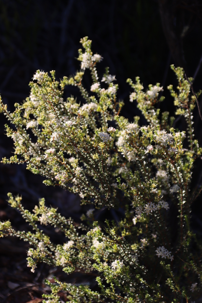 Camphor Buchu from Leopard Trail Day 2 - Dragons Ridge to Eagles View ...