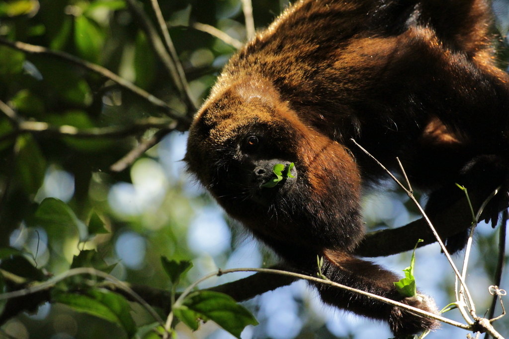 Southern Brown Howler Monkey from Parque do Estado, São Paulo - State ...