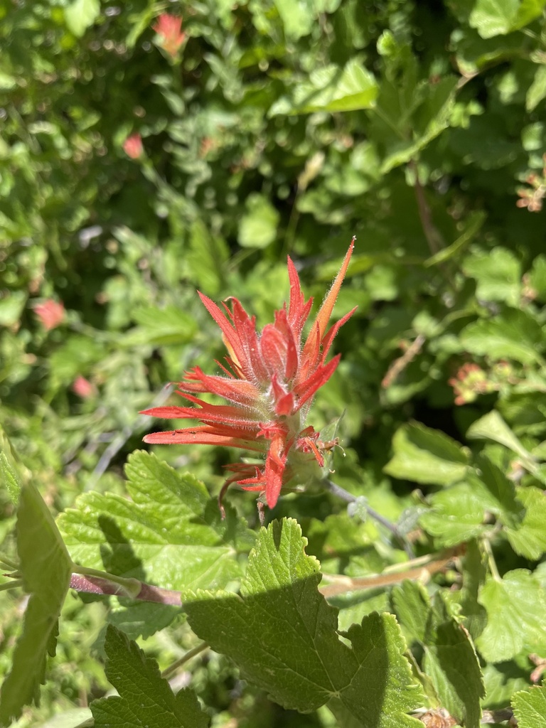 Castilleja miniata oblongifolia from Santa Rosa and San Jacinto ...