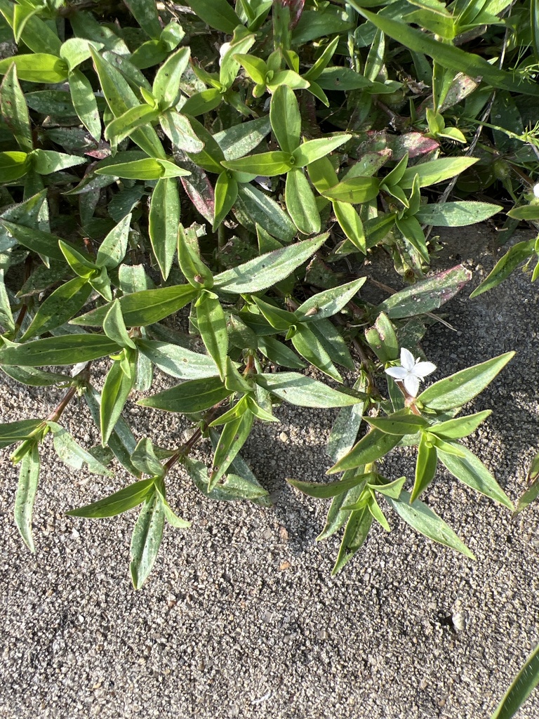 buttonweed from Capps Landing, Opelika, AL, US on August 03, 2023 at 07 ...