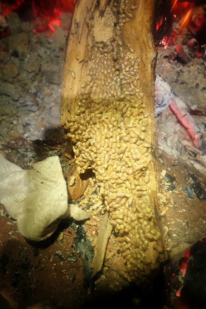 Giant Northern Termite from Gibb WA 6743, Australia on July 17, 2023 at ...