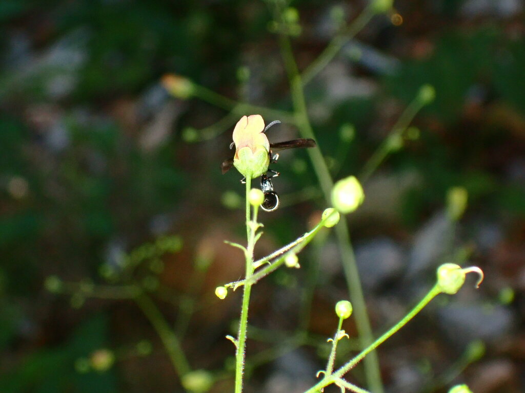 Typical Potter Wasps in July 2023 by Caleb Wardlaw · iNaturalist