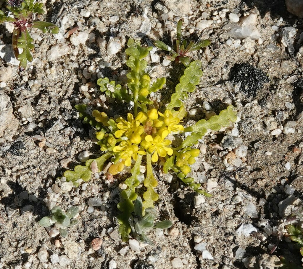yellow peppercress from Kern County, CA, USA on March 28, 2023 at 09:05 ...