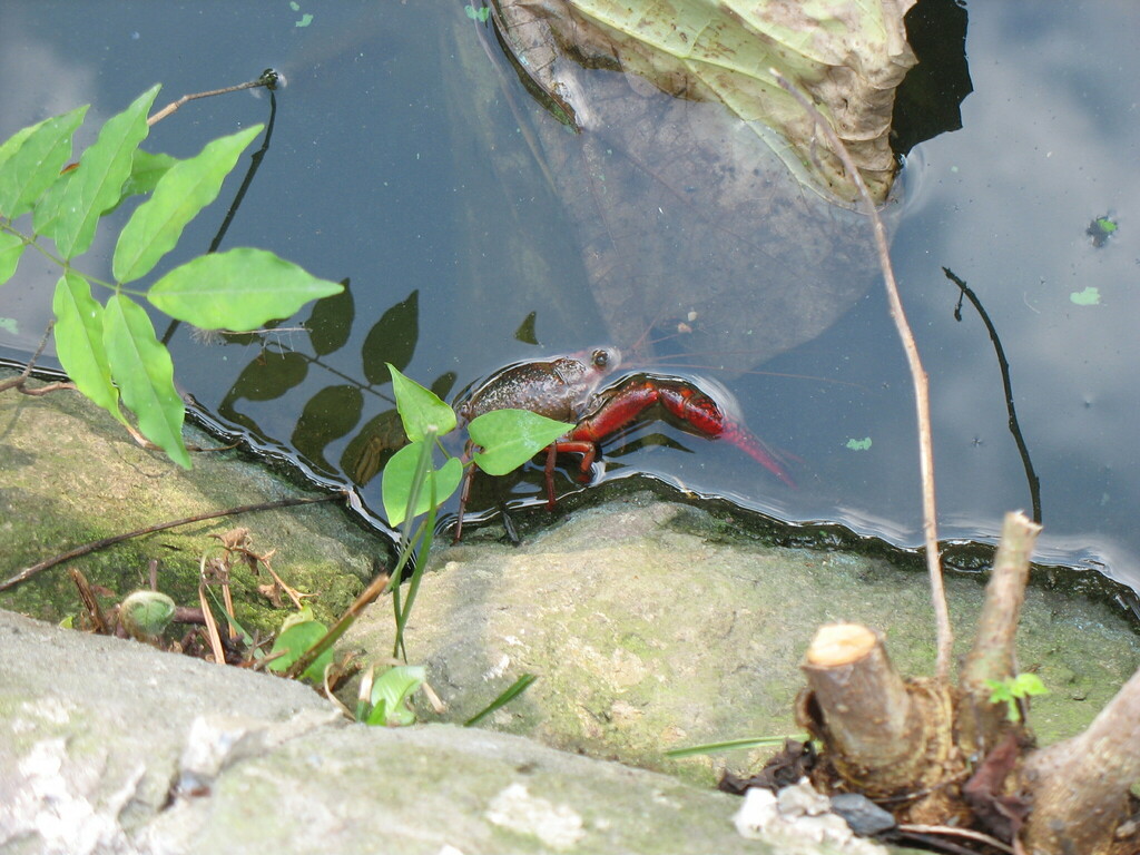 Red Swamp Crayfish from Uenokoen, Taito City, Tokyo 110-0007, Japan on ...