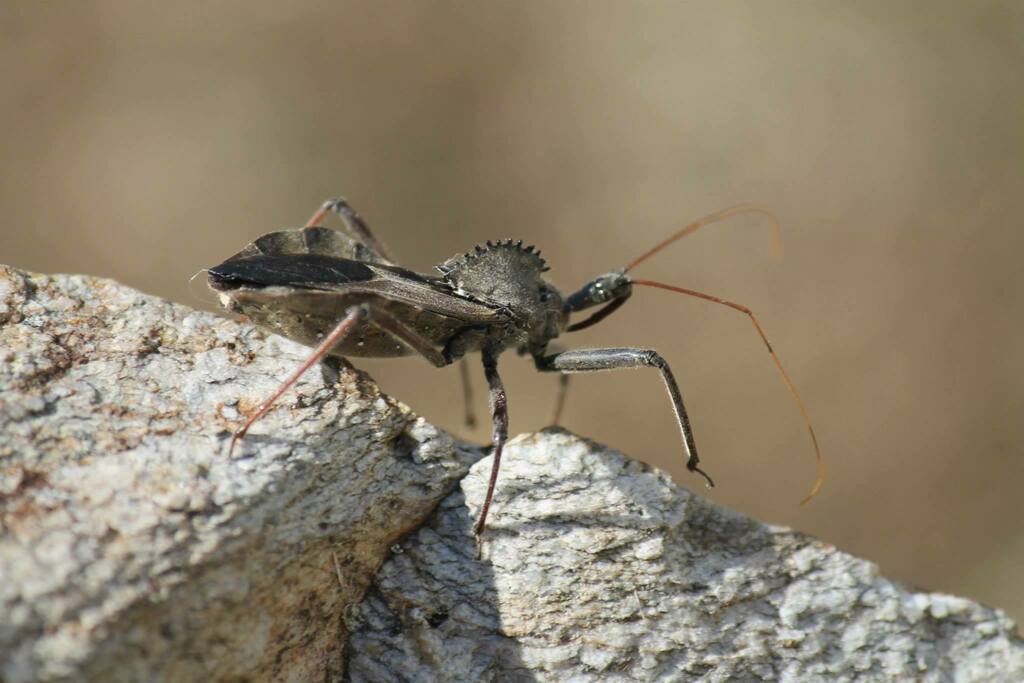 North American Wheel Bug from Amherst County, VA on November 1, 2013 by ...