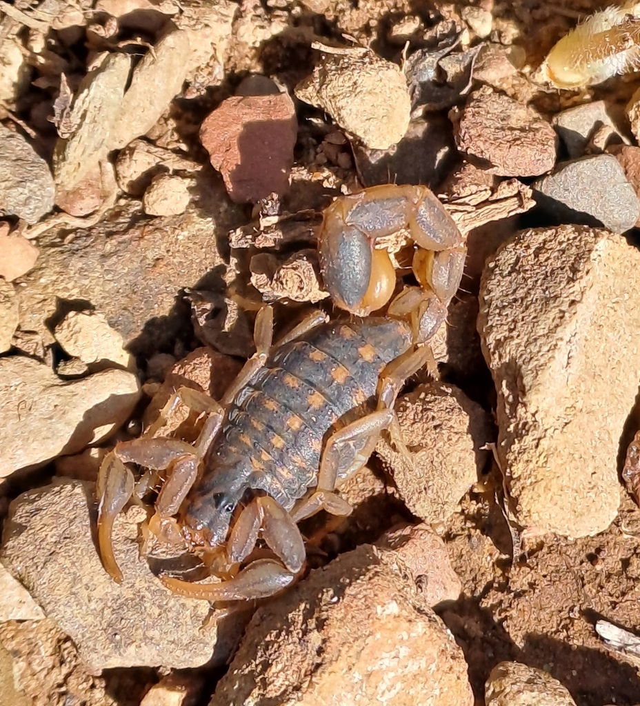 Striped Lesser-Thicktail Scorpion from Tygerberg Nature Reserve on ...