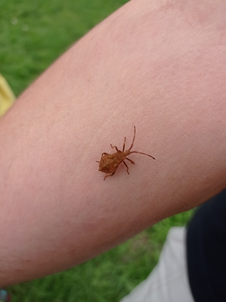 Dock Bug from Merville, France on August 3, 2023 at 03:16 PM by ...