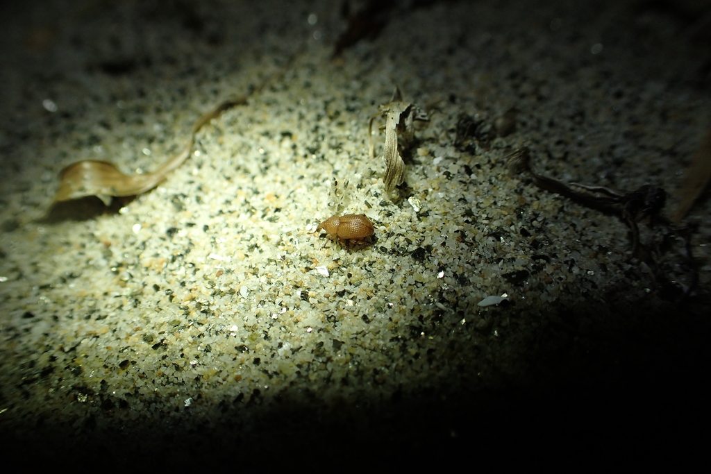 Aphela gotoi in July 2023 by hakkahamushi · iNaturalist