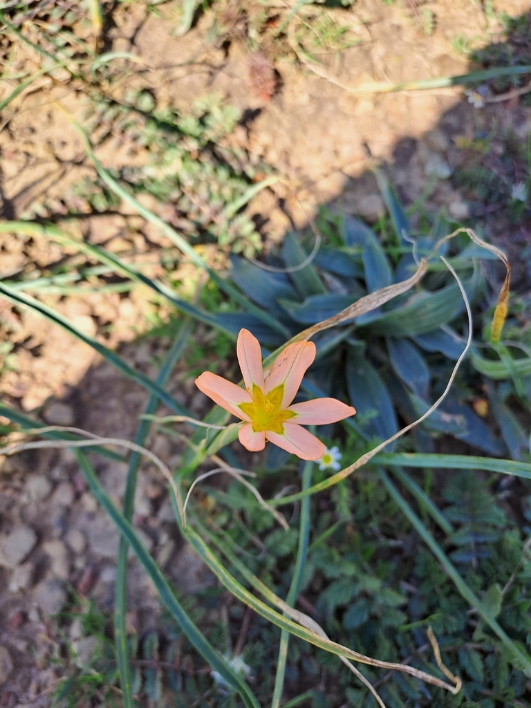 Two-leaved Cape tulip from Tygerberg Nature Reserve on August 3, 2023 ...