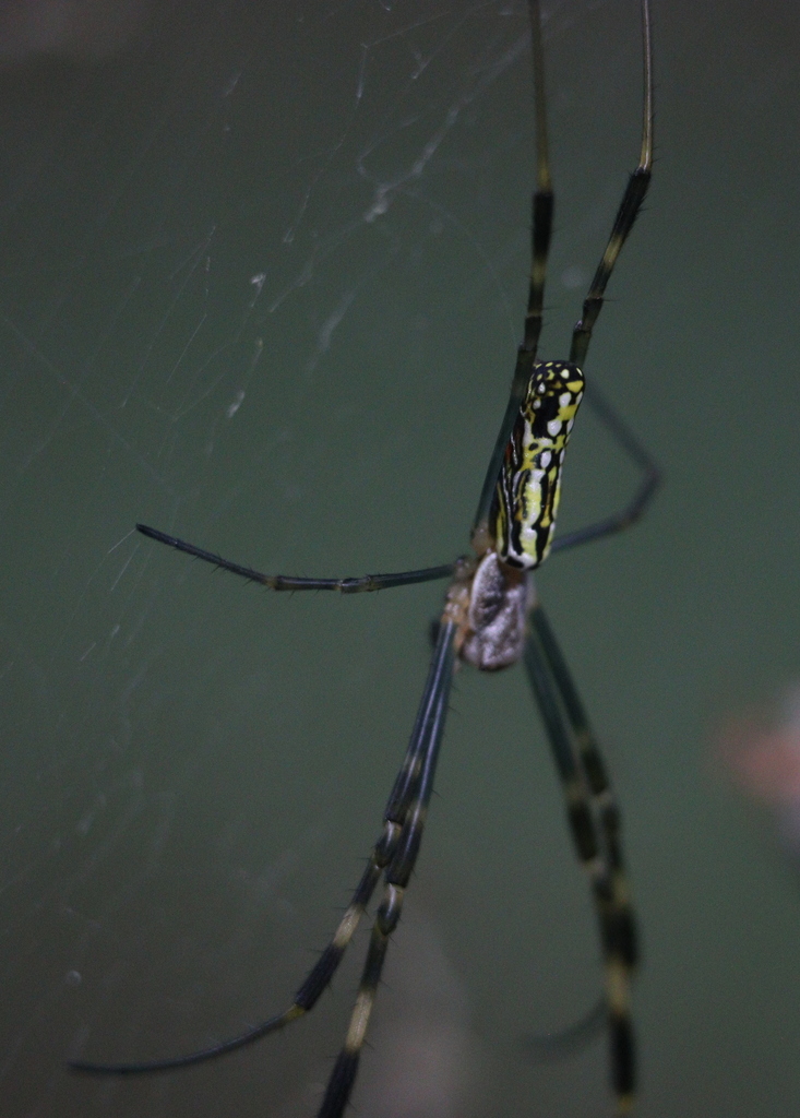 Joro Spider from Chikusa Ward, Nagoya, Aichi, Japan on August 3, 2023 ...