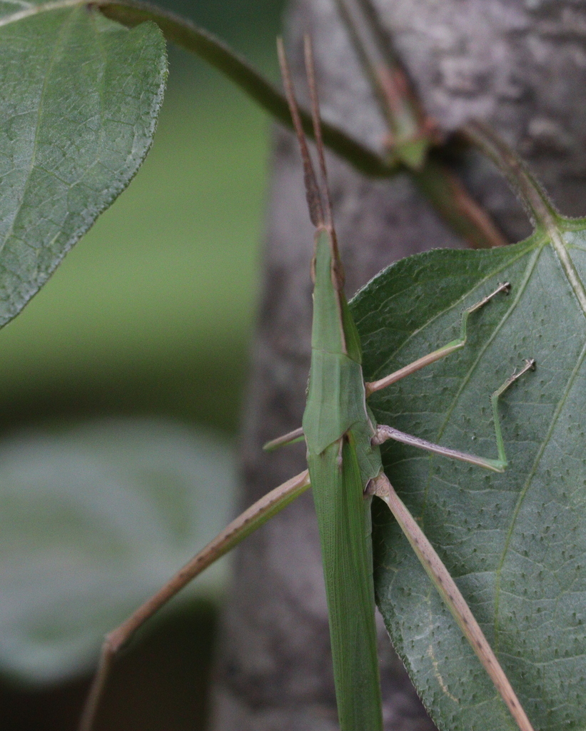 Oriental Longheaded Locust from Chikusa Ward, Nagoya, Aichi, Japan on ...