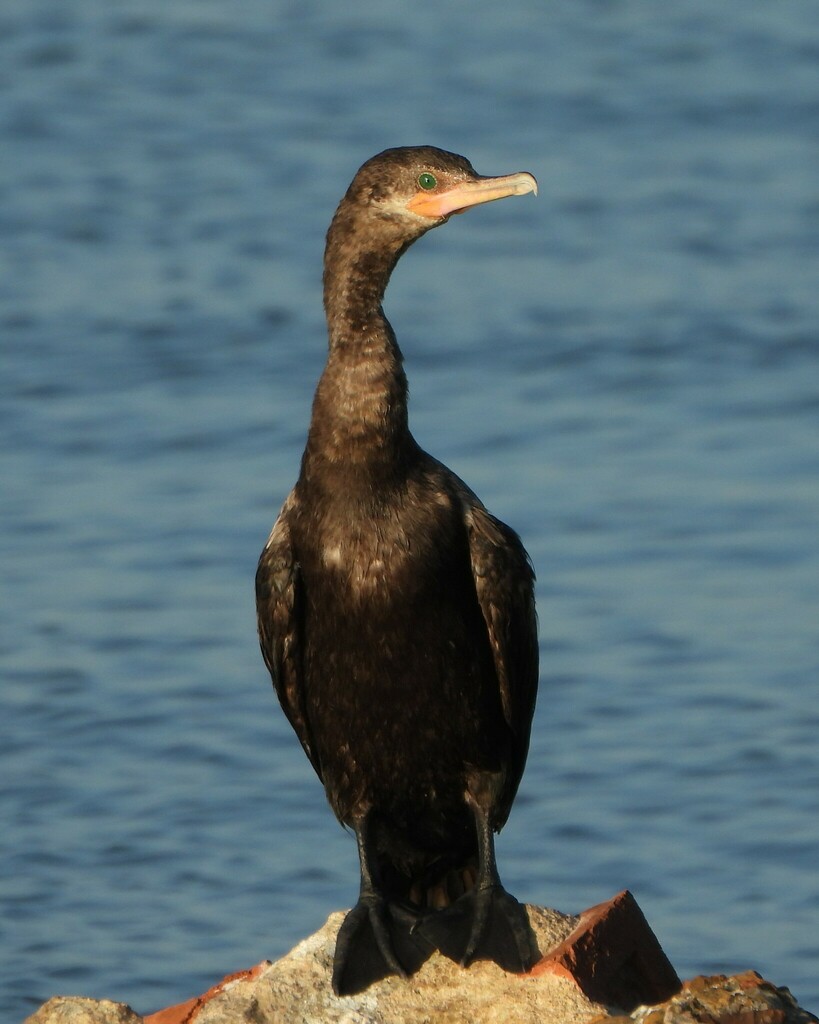 Neotropic Cormorant from Texas City, TX, USA on August 2, 2023 at 07:12 ...