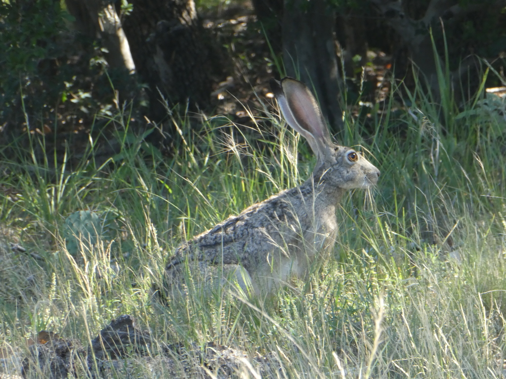 Black-tailed Jackrabbit from Kimble County, TX, USA on July 6, 2023 at ...
