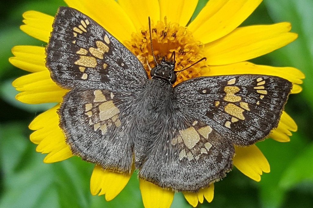 Glassy-winged Skipper (Florianopolis - Insects - Lepidoptera) · iNaturalist
