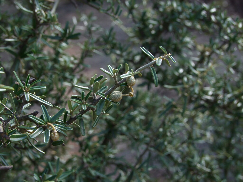 Desert Caper from Sobremonte Department, Córdoba Province, Argentina on ...