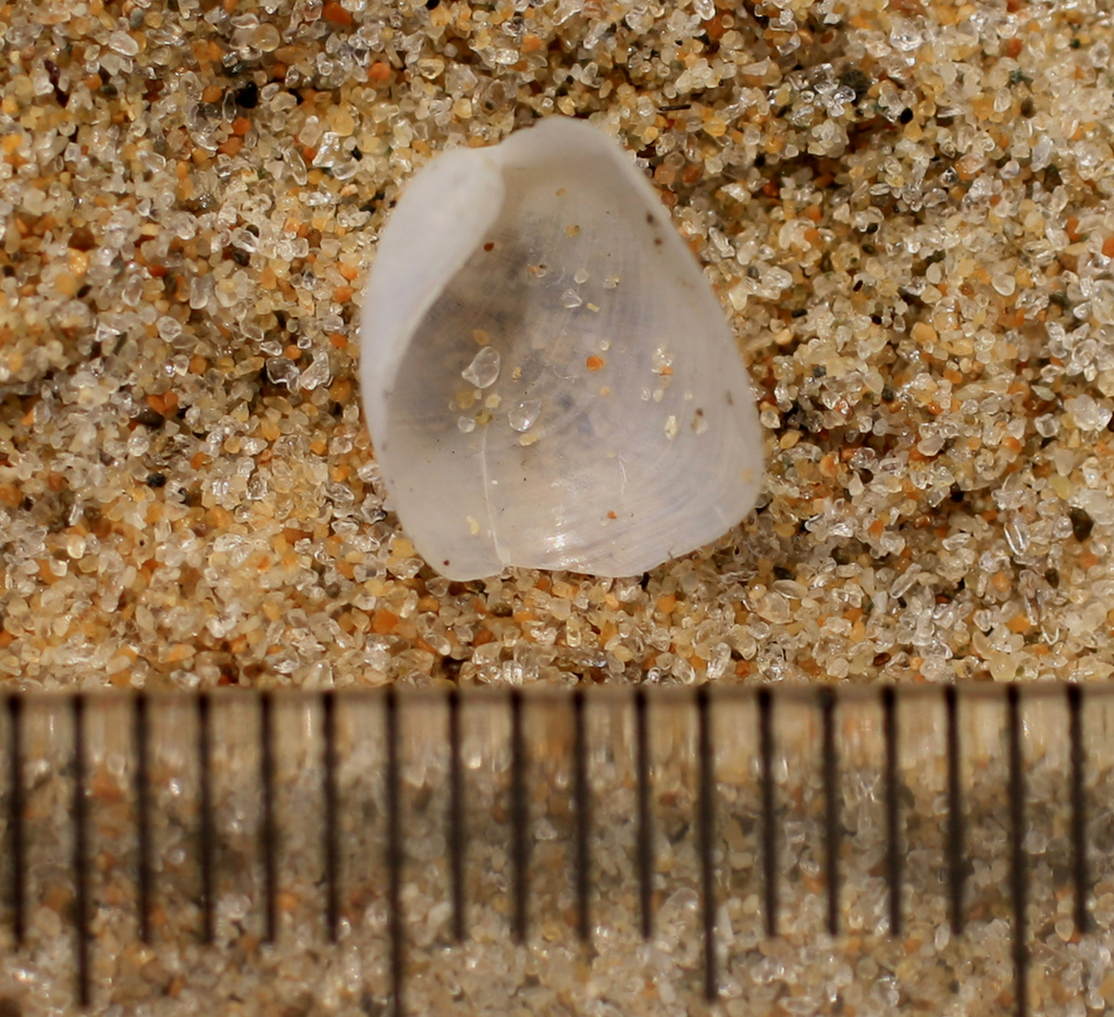 New Zealand Sea-Slug (Nudibranchs and other sea slugs of California ...