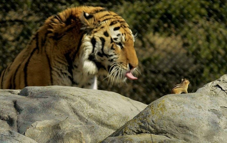 Eastern Chipmunk in March 2012 by Joanne Muis. This observation is not ...