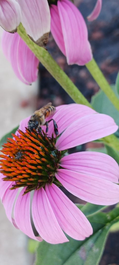 Western Honey Bee from Edmond, OK, USA on August 3, 2023 at 08:05 AM by ...