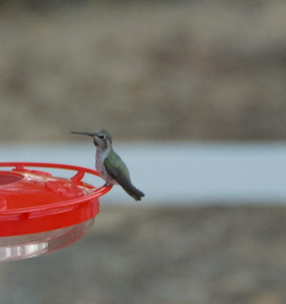 Anna's and Costa's Hummingbirds from Lone Pine, CA, USA on August 3 ...