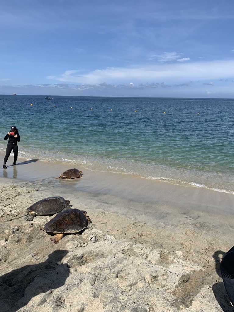 Olive Ridley Sea Turtle in November 2022 by Jaime. Release of turtles ...
