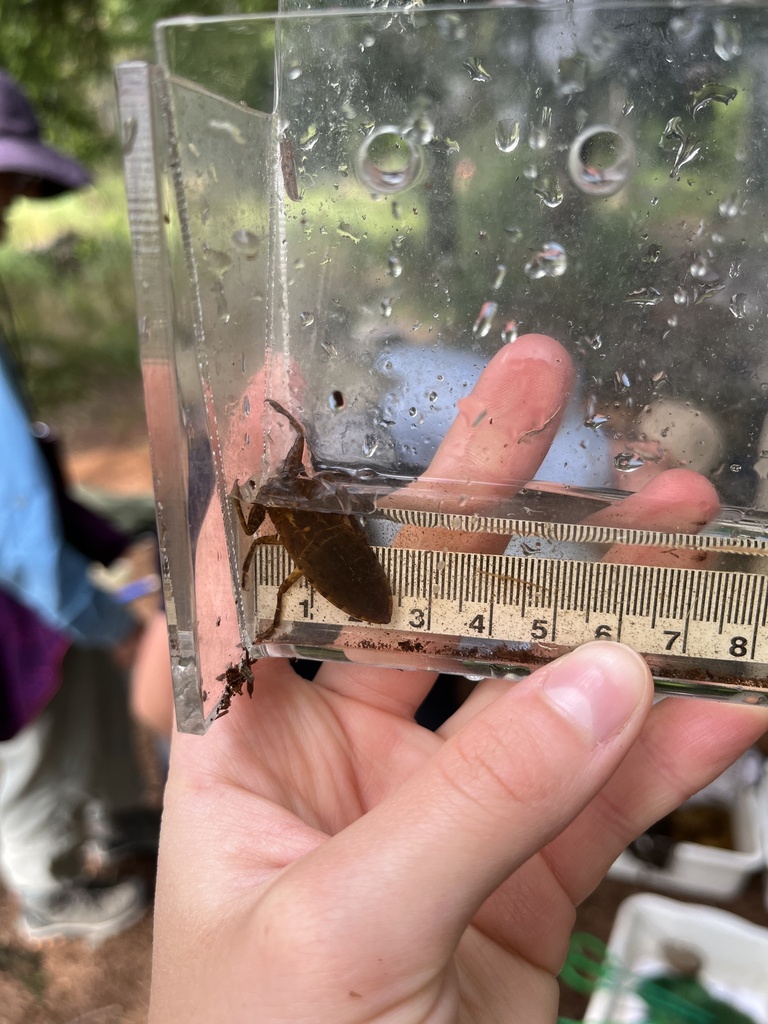 American Giant Water Bug from Killbear Provincial Park, Carling, ON, CA ...