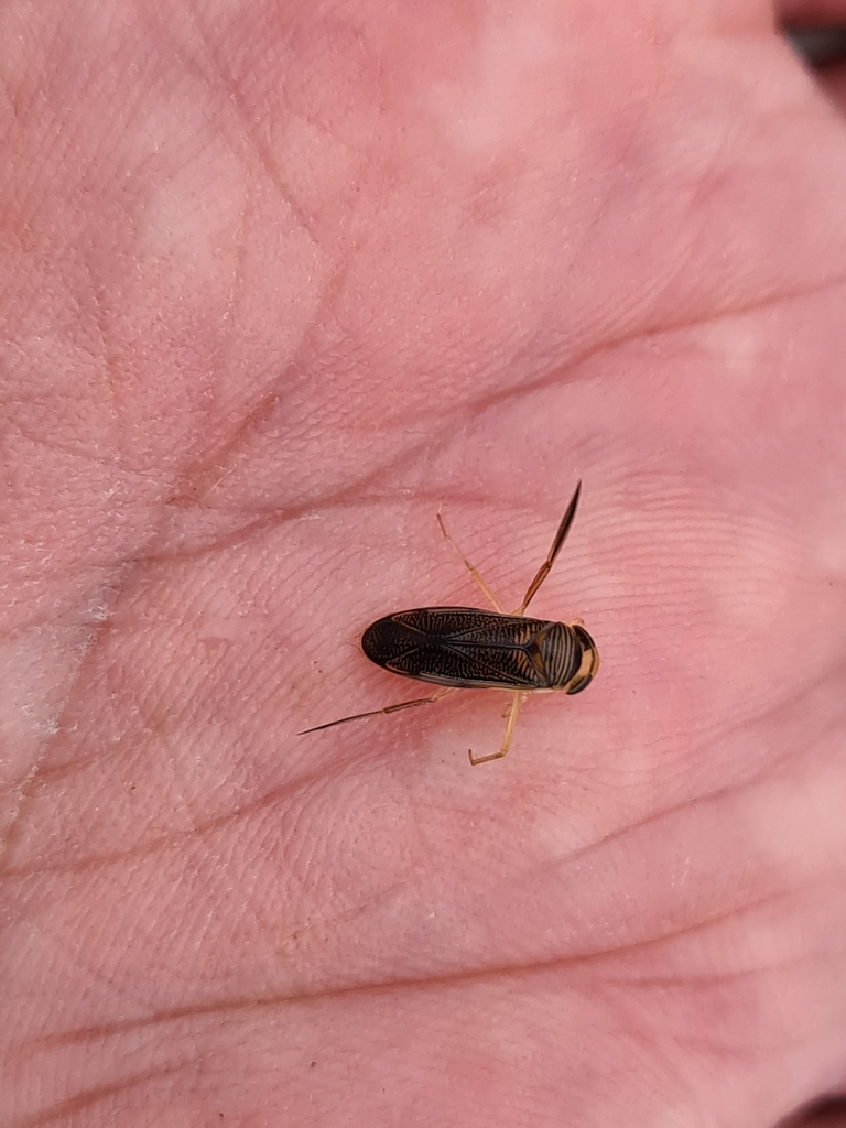 Sigara from WR3H+V7 Molas prie kopos, 46200 Kaunas, Lietuva on August 3 ...