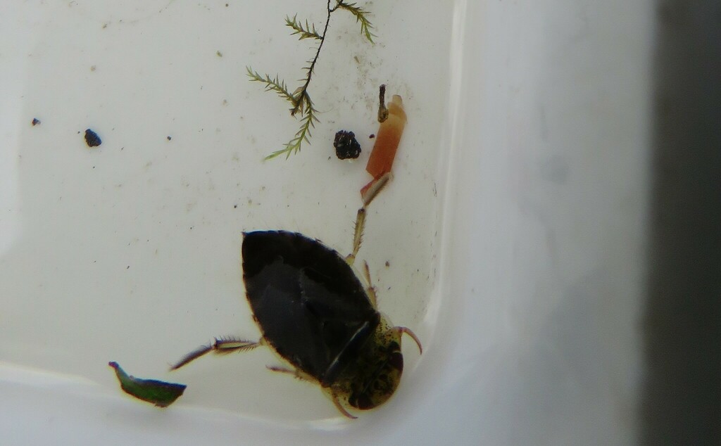 saucer bug from Kreuter Moos on August 3, 2023 at 11:05 AM by florawgd ...