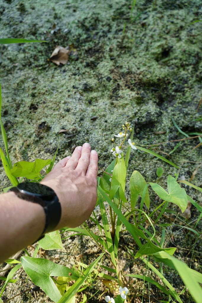 Arumleaf Arrowhead from Faribault County, MN, USA on August 2, 2023 at ...