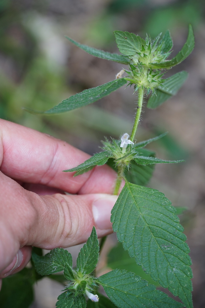 Common hemp-nettle from Fillmore County, MN, USA on August 2, 2023 at ...