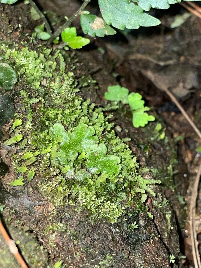 plants from Java, Bandung, West Java, ID on August 1, 2023 at 04:33 PM ...